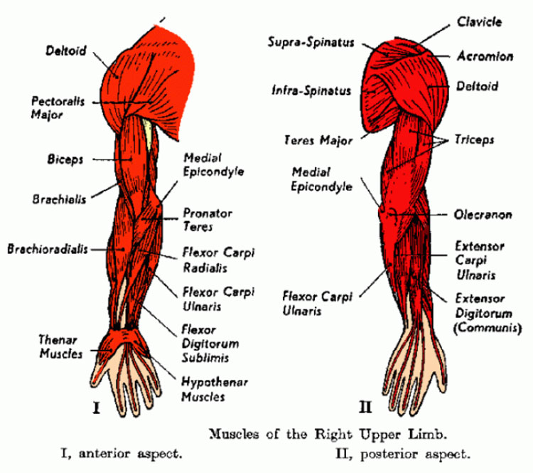 Arm Muscle Chart Asli aetherair co Arm Muscle Chart Asli aetherair co